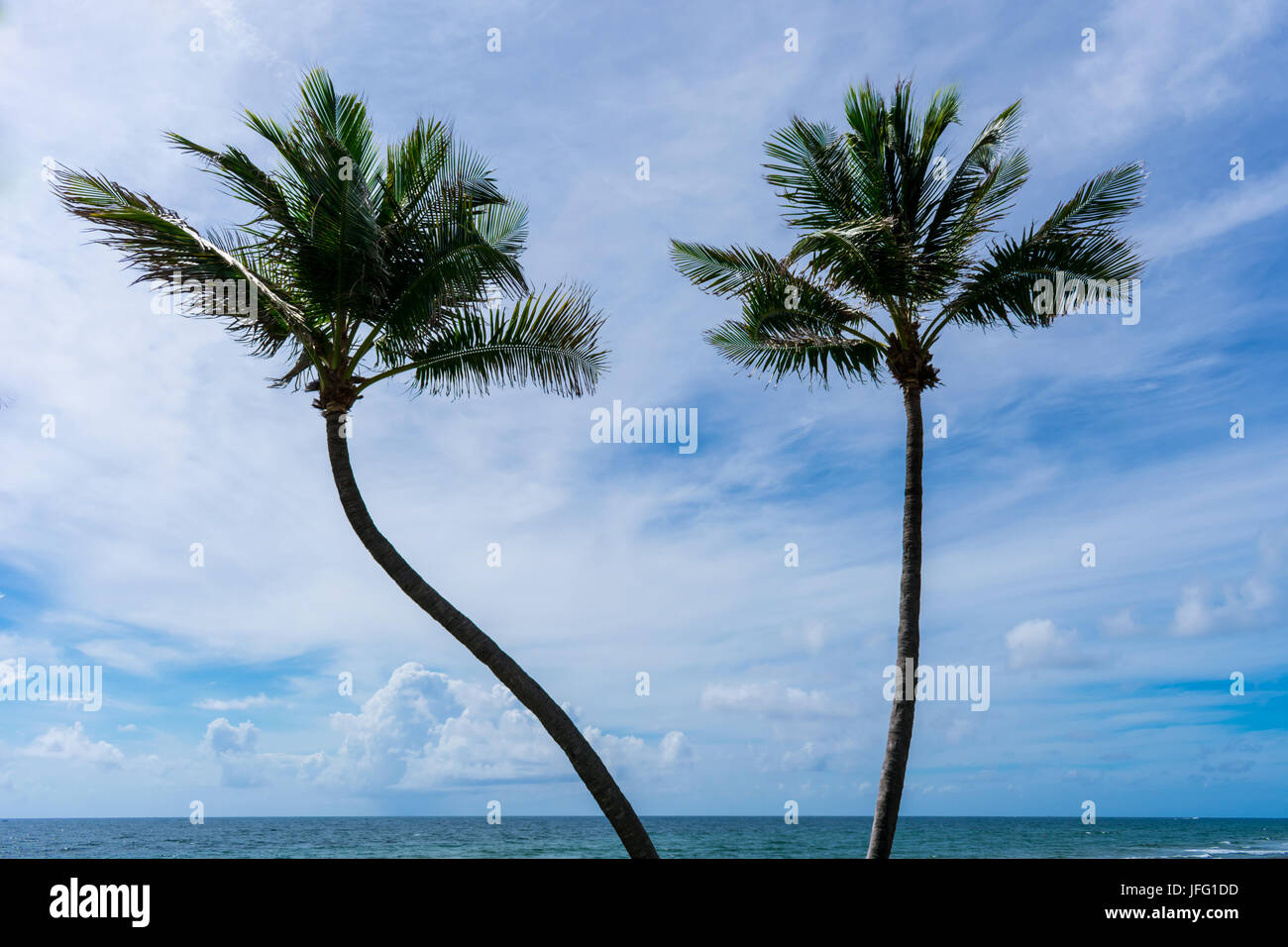 two palm trees blowing in the wind on a tropical beach one hot summer ...