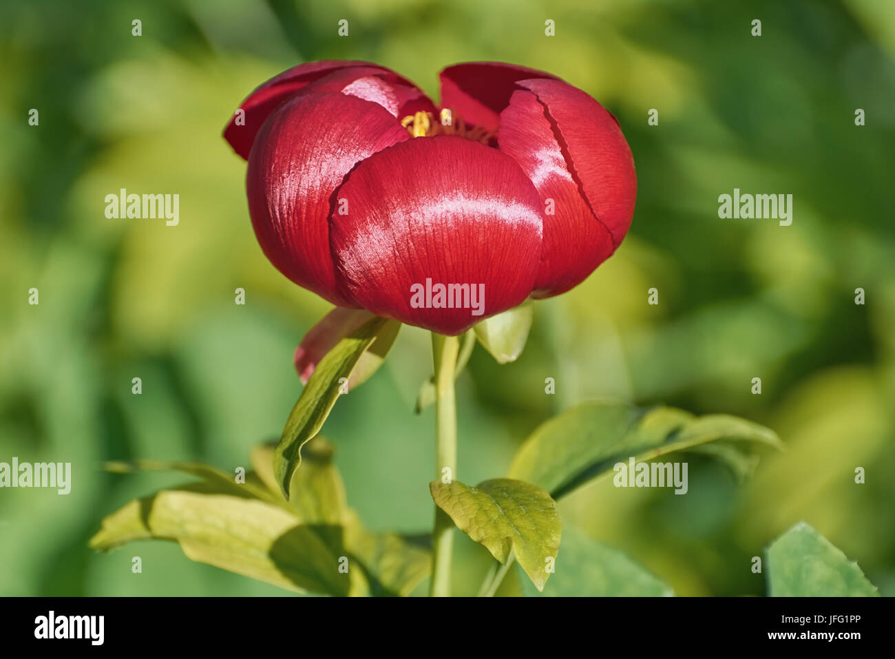 Red peony head hi-res stock photography and images - Alamy