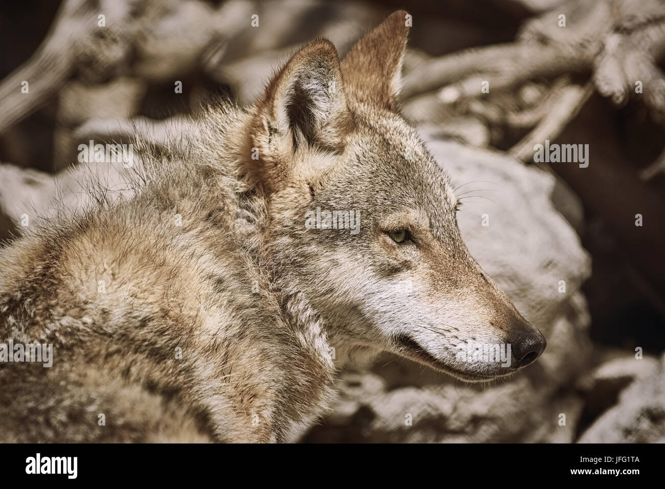 Portrait of Wolf Stock Photo - Alamy
