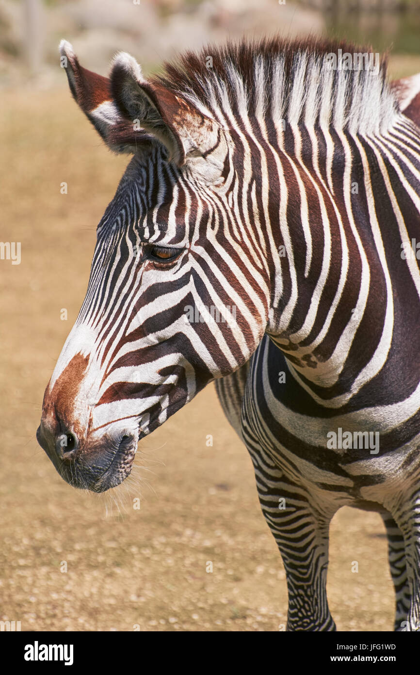 Portrait of Zebra Stock Photo - Alamy