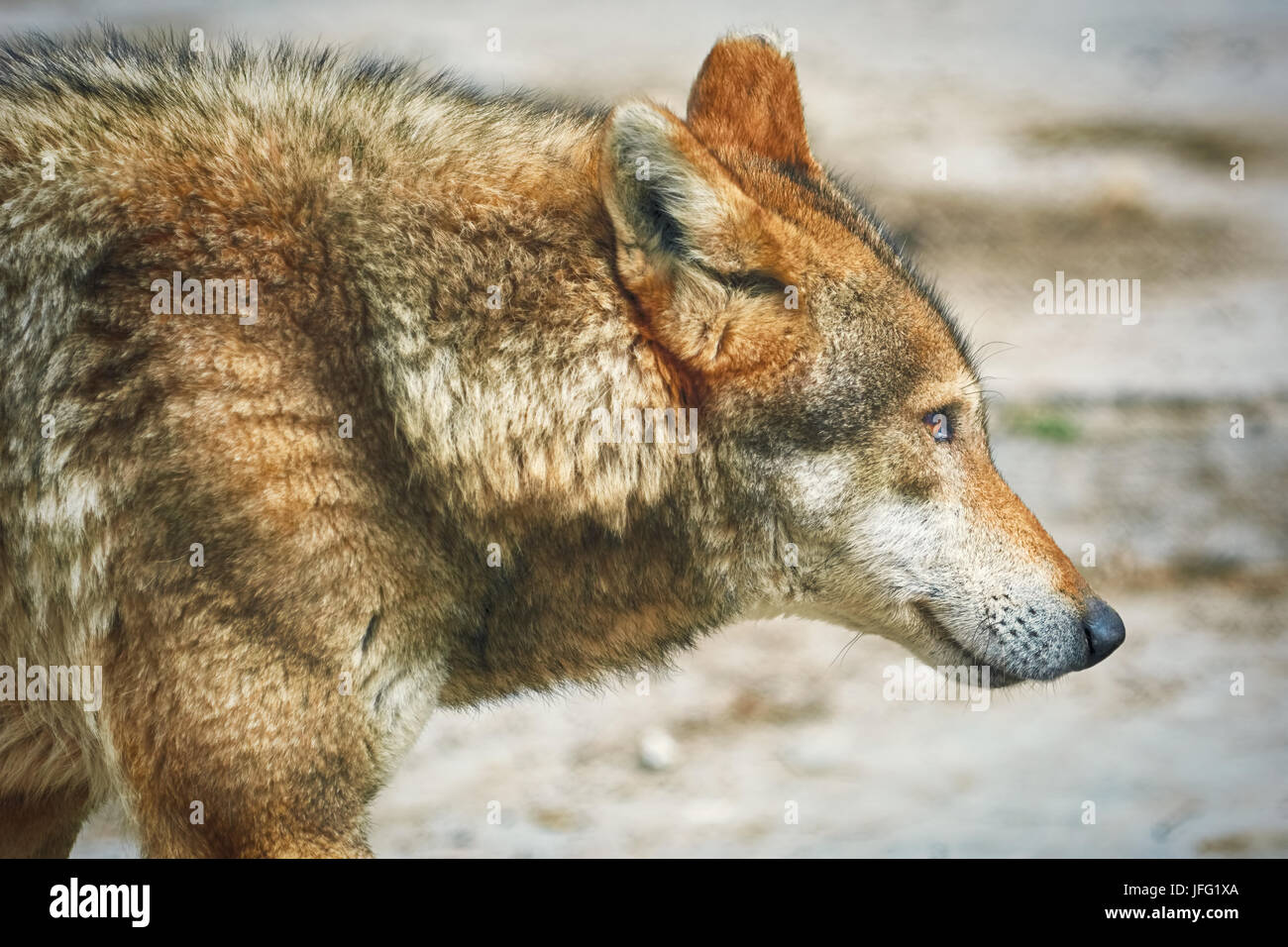 Portrait of Wolf Stock Photo - Alamy
