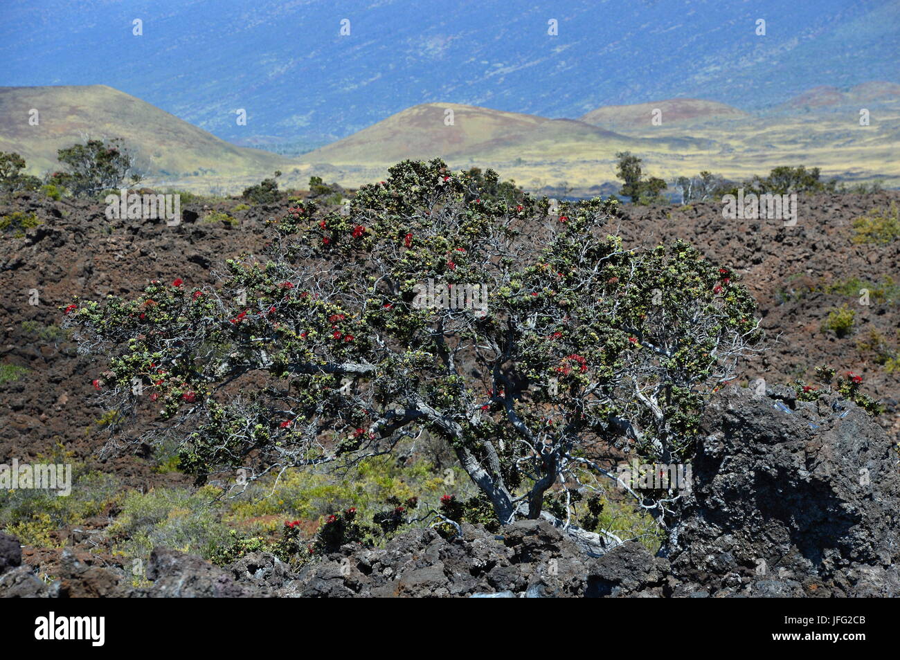 Mauna loa volcano hi-res stock photography and images - Alamy