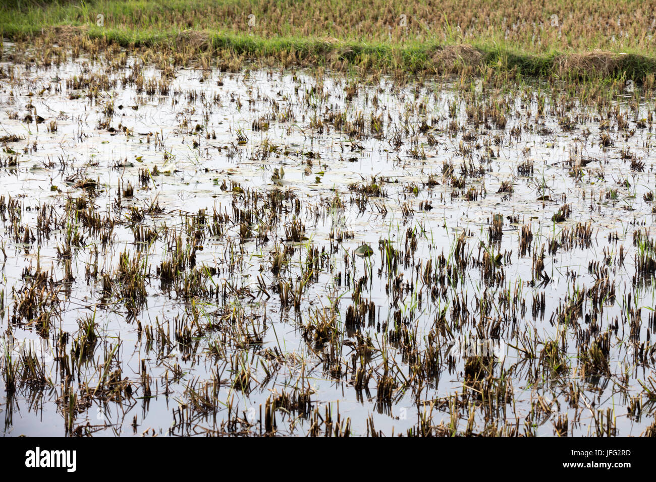 Burkina faso agriculture hi-res stock photography and images - Alamy