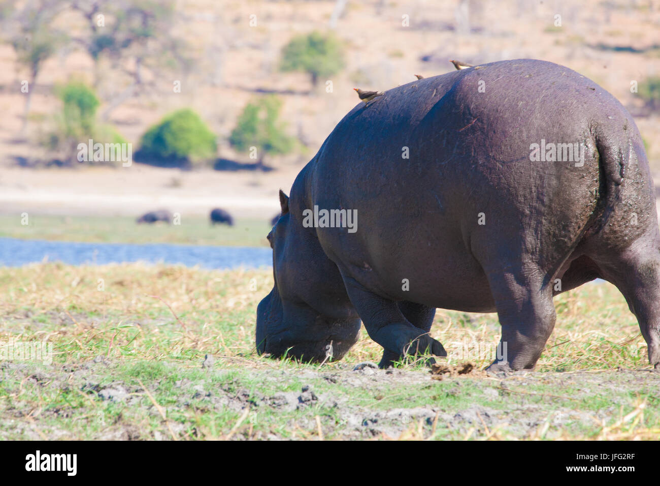 Hyppo in Botswana Stock Photo - Alamy