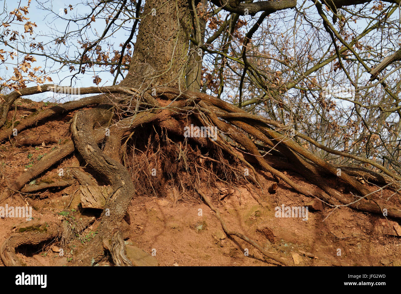 Uninfluenced roots hi-res stock photography and images - Alamy