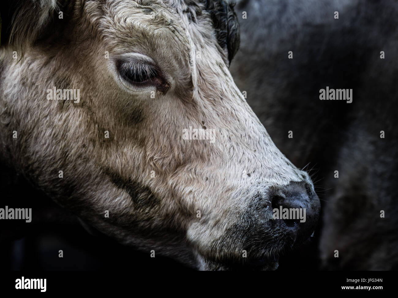 farm cow close up portrait Stock Photo - Alamy