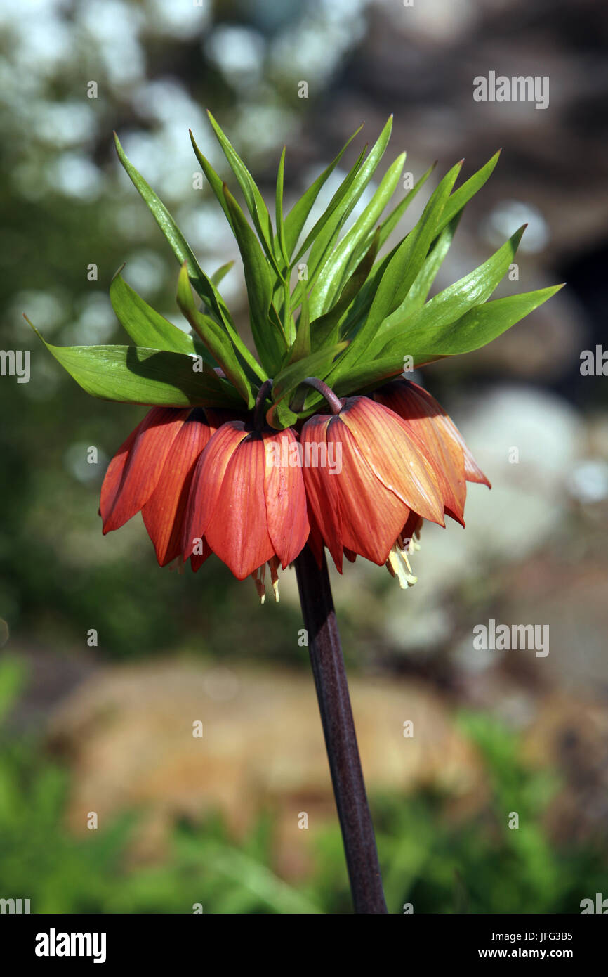 imperial fritillary, crown imperial lily Stock Photo - Alamy