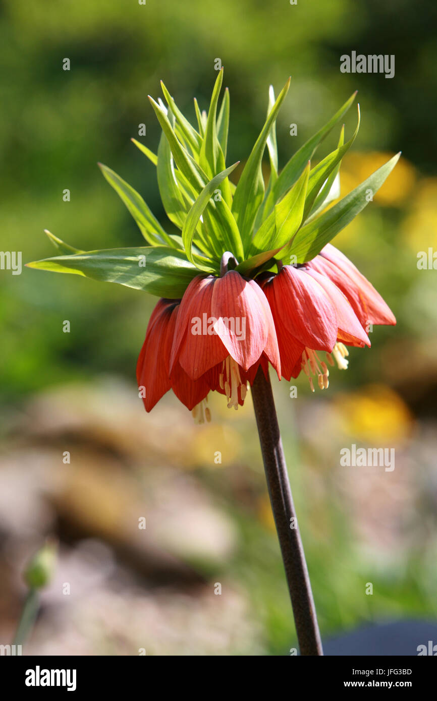 imperial fritillary, crown imperial lily Stock Photo - Alamy