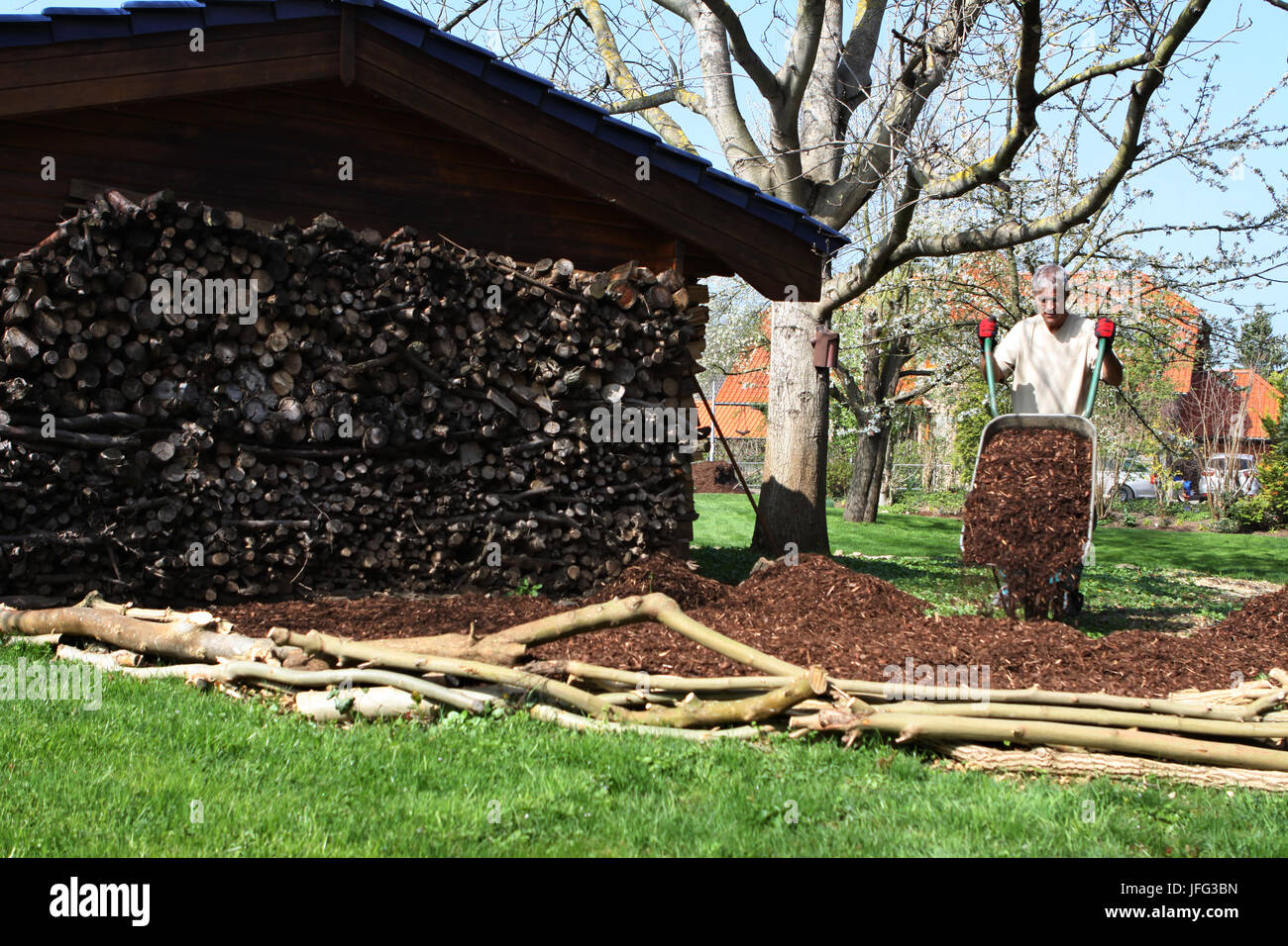 bark mulch tree pit under a walnut tree Stock Photo - Alamy
