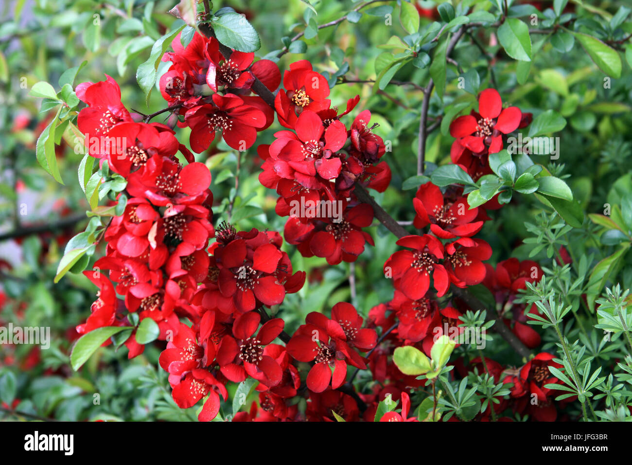 flame red quince Stock Photo - Alamy