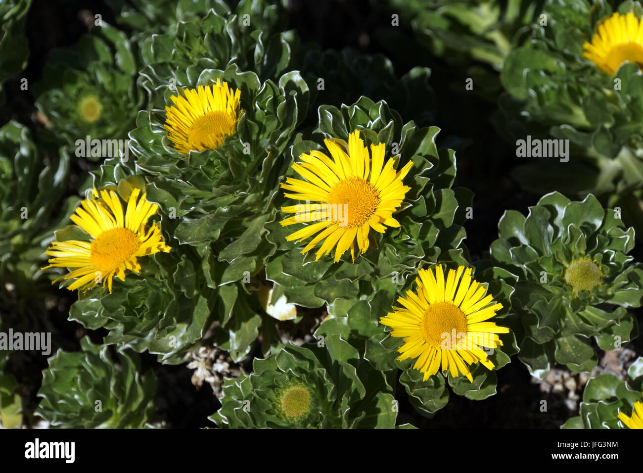 Stenophyllus hi-res stock photography and images - Alamy