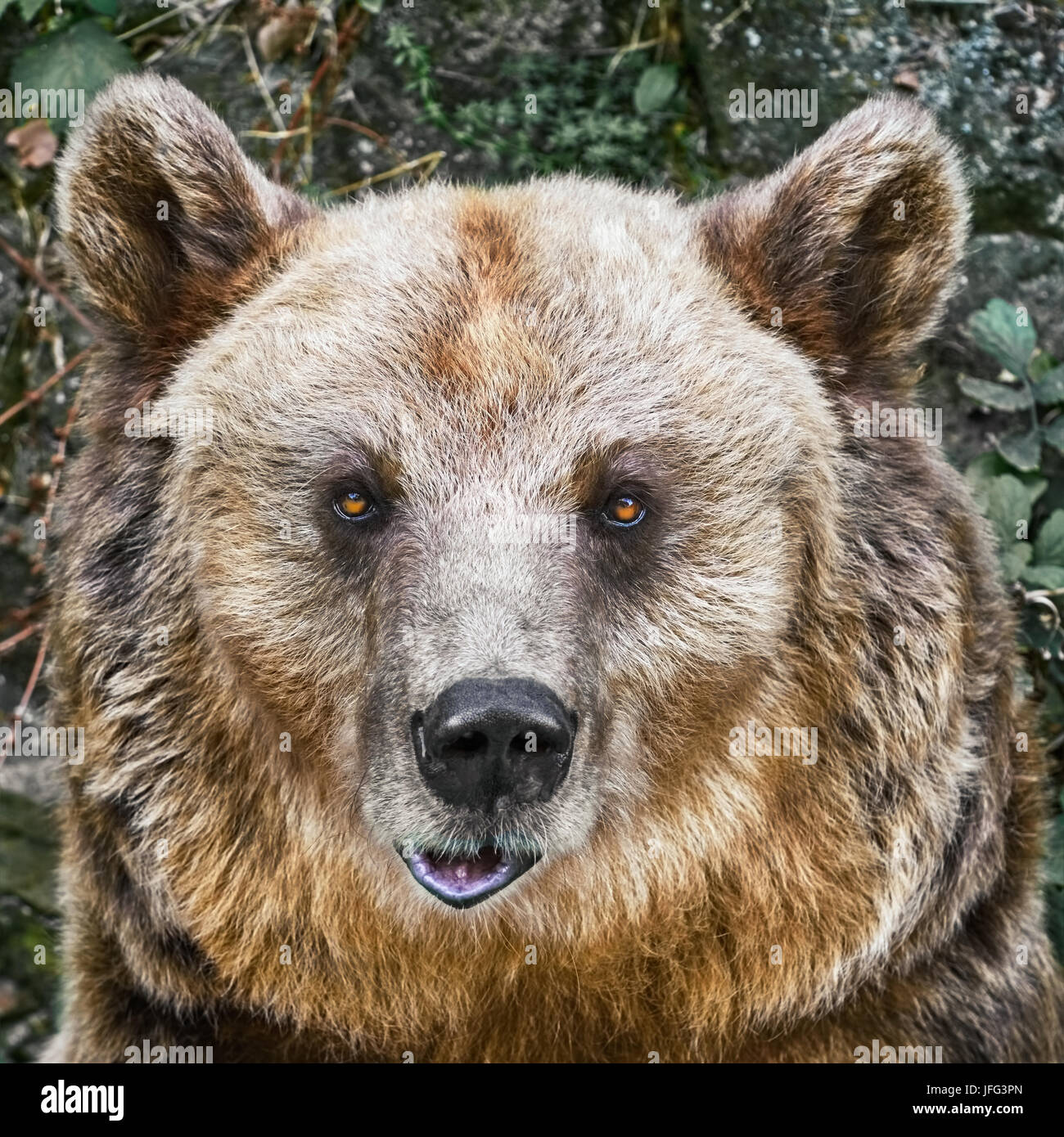 Portrait of the Bear Stock Photo - Alamy