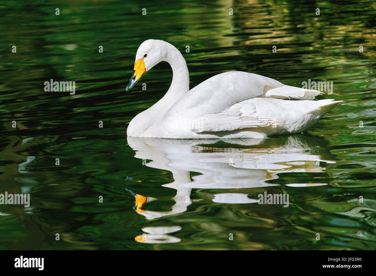 Swan on the Pond Stock Photo - Alamy
