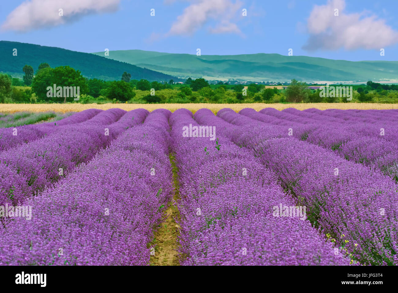 Field of Lavender Stock Photo - Alamy