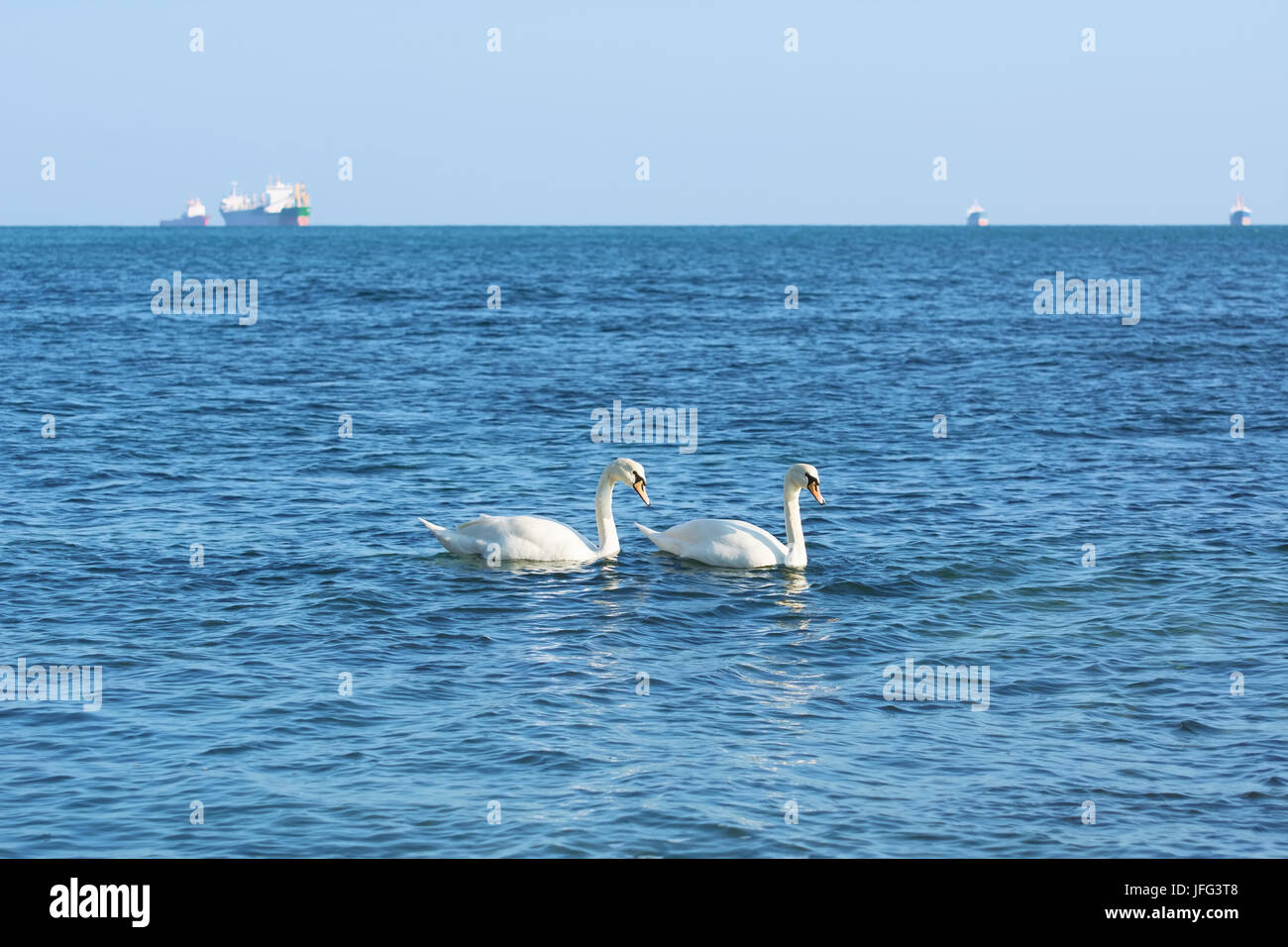The black swan ship hi-res stock photography and images - Alamy