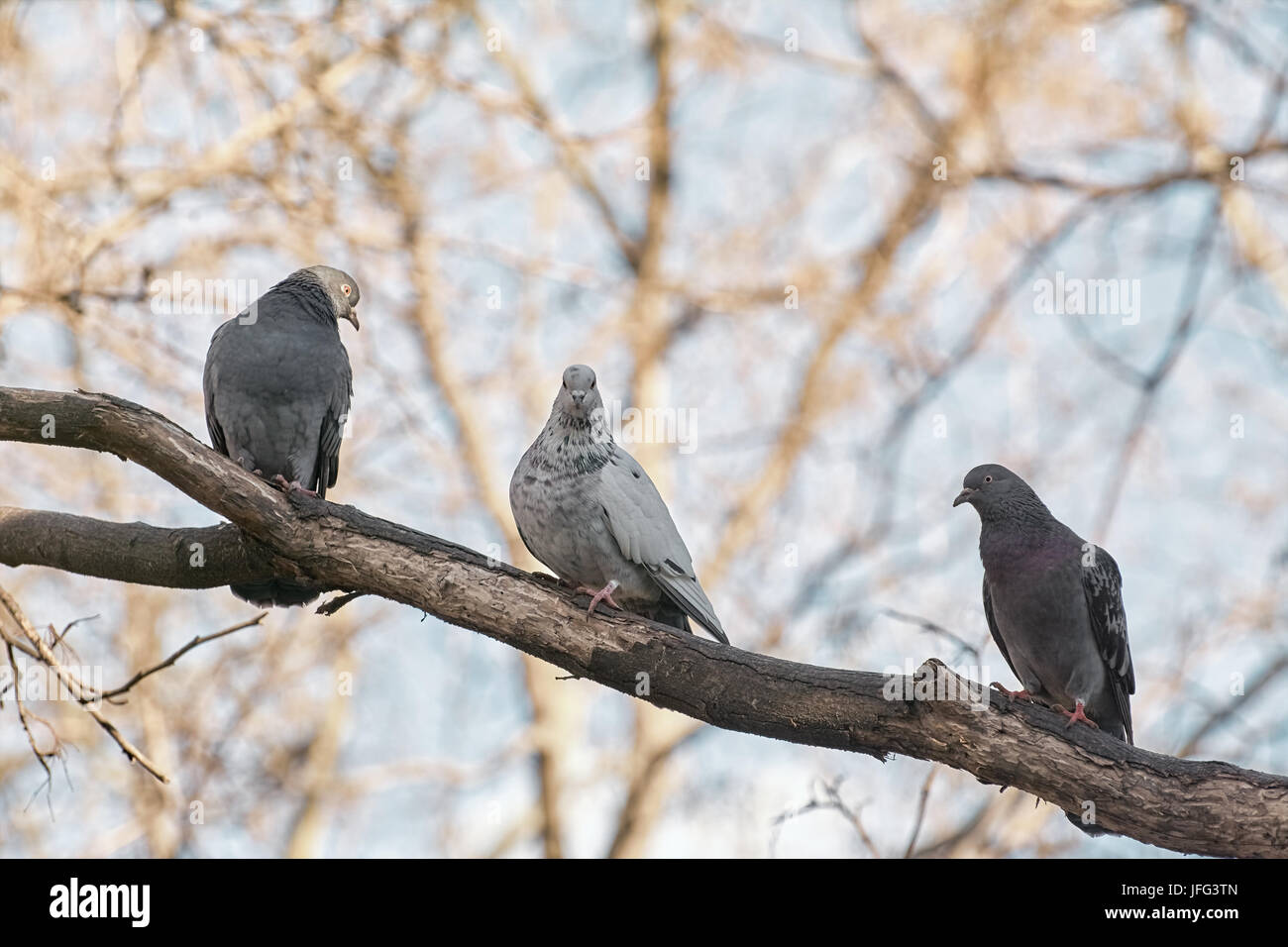 Doves on Tree Stock Photo - Alamy