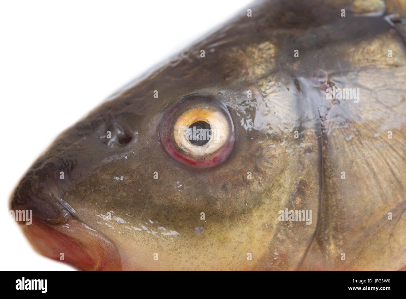 Fish head hi-res stock photography and images - Alamy