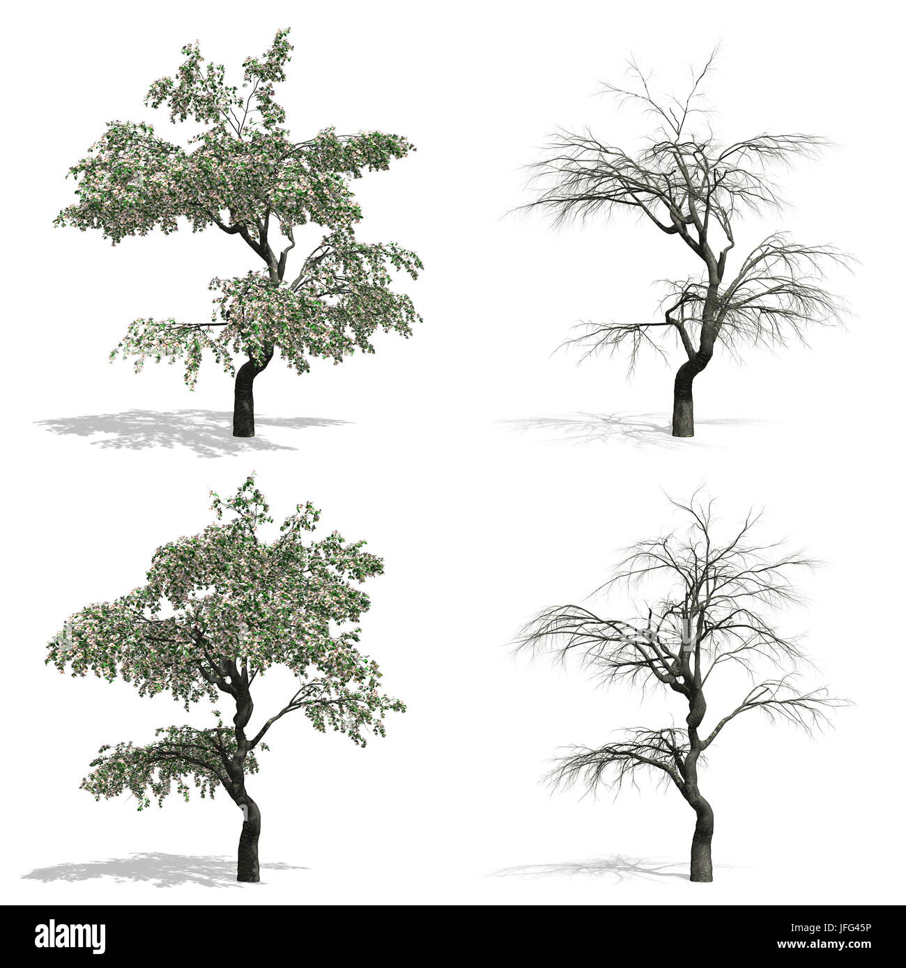 Leafless cherry tree hi-res stock photography and images - Alamy