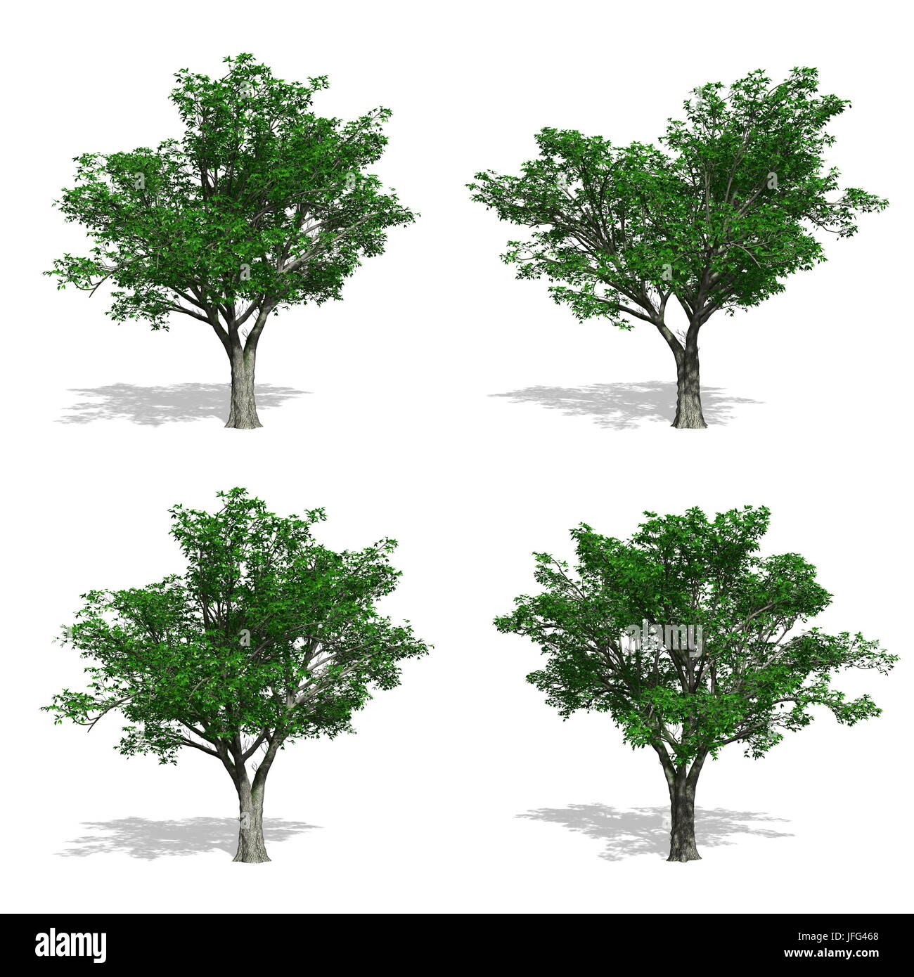 Elm leaf cutout hi-res stock photography and images - Alamy