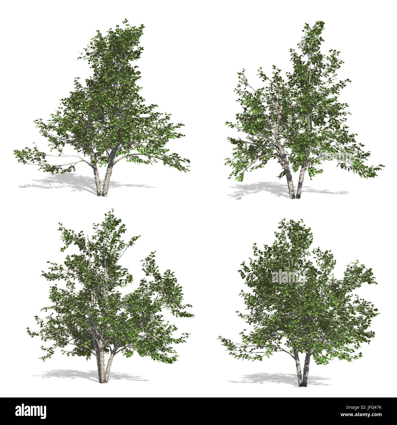 Tall birch Cut Out Stock Images & Pictures - Alamy