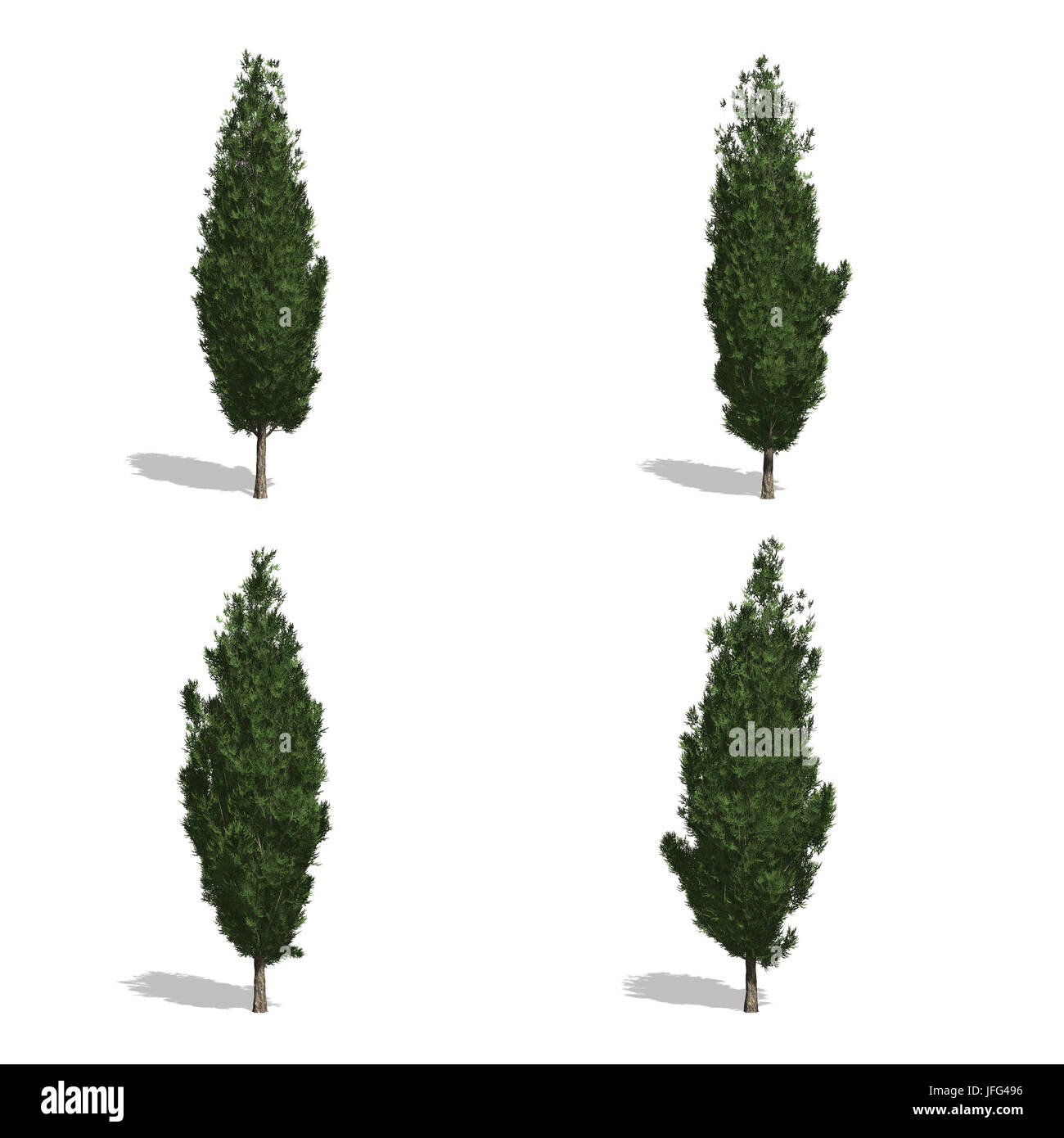 Cypress Cut Out Stock Images & Pictures - Alamy