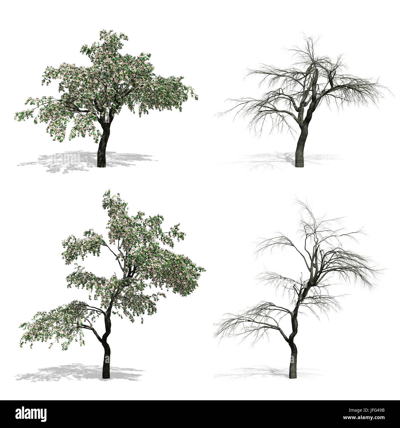 Cherry botanical Cut Out Stock Images & Pictures - Alamy