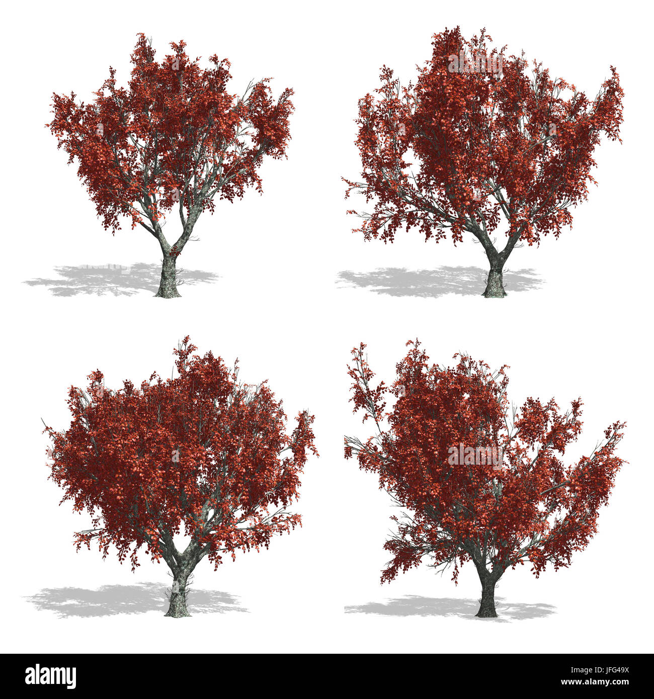 red oak fall Stock Photo - Alamy