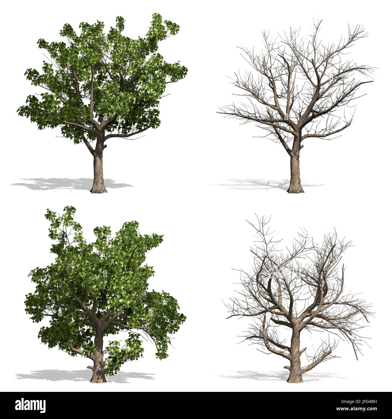 Sycamore tree bark Cut Out Stock Images & Pictures - Alamy