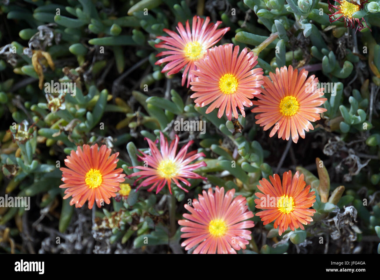 San nicolas de torentino hi-res stock photography and images - Alamy