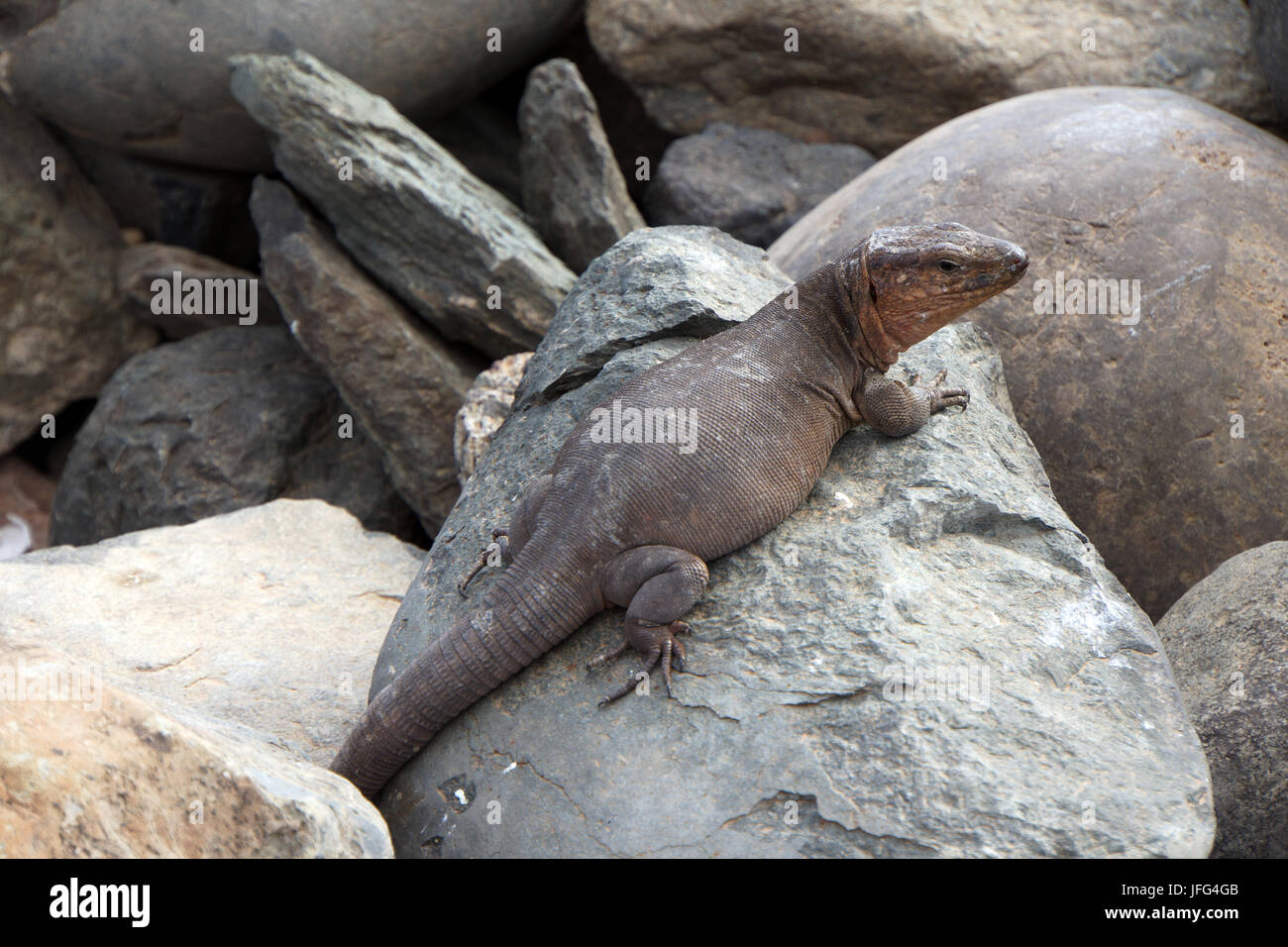 Gran Canaria giant lizard Stock Photo - Alamy
