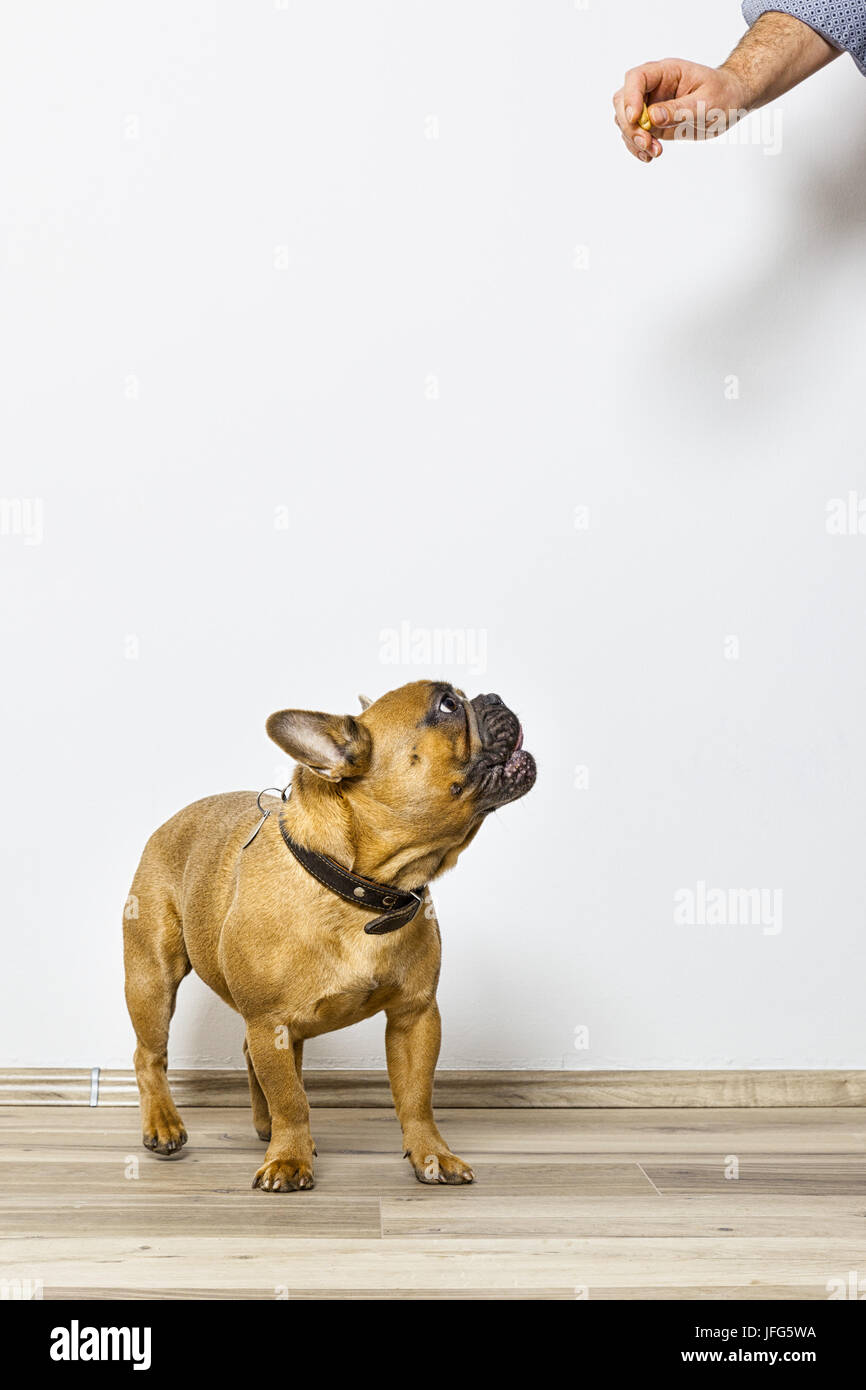 Fat bulldog hi-res stock photography and images - Alamy