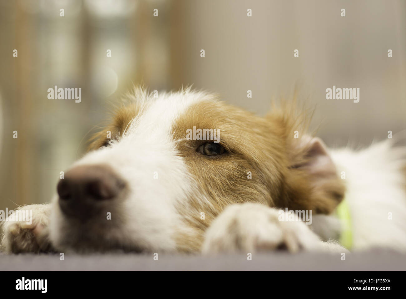 Dog with innocent look Stock Photo - Alamy