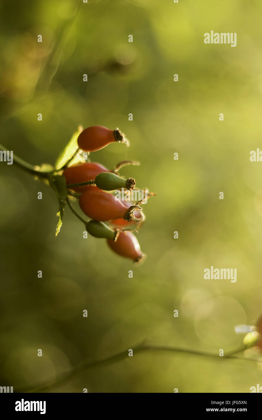 Rosehip hi-res stock photography and images - Alamy