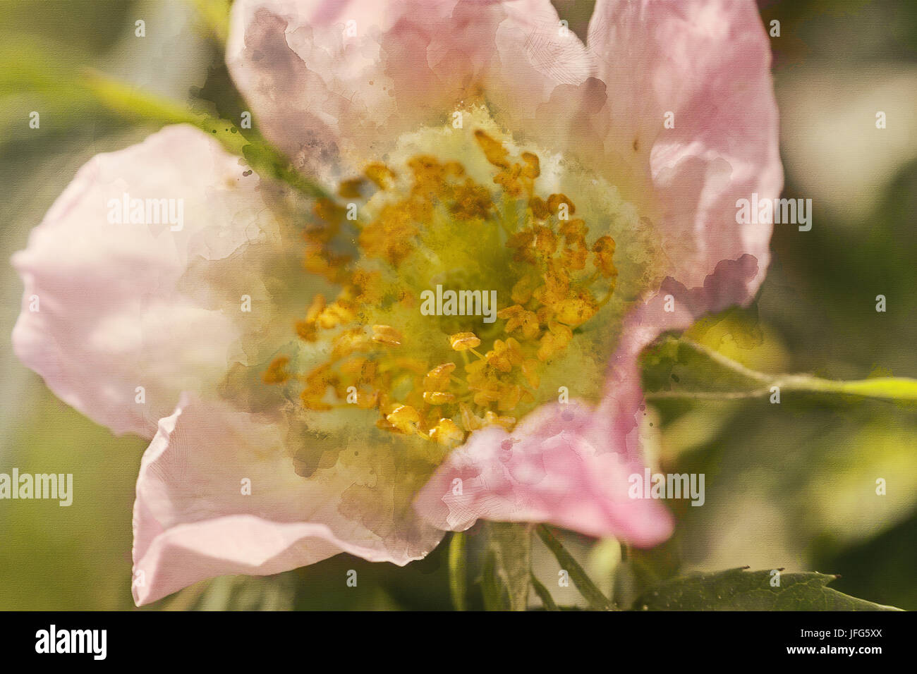Flower in watercolor optics Stock Photo - Alamy