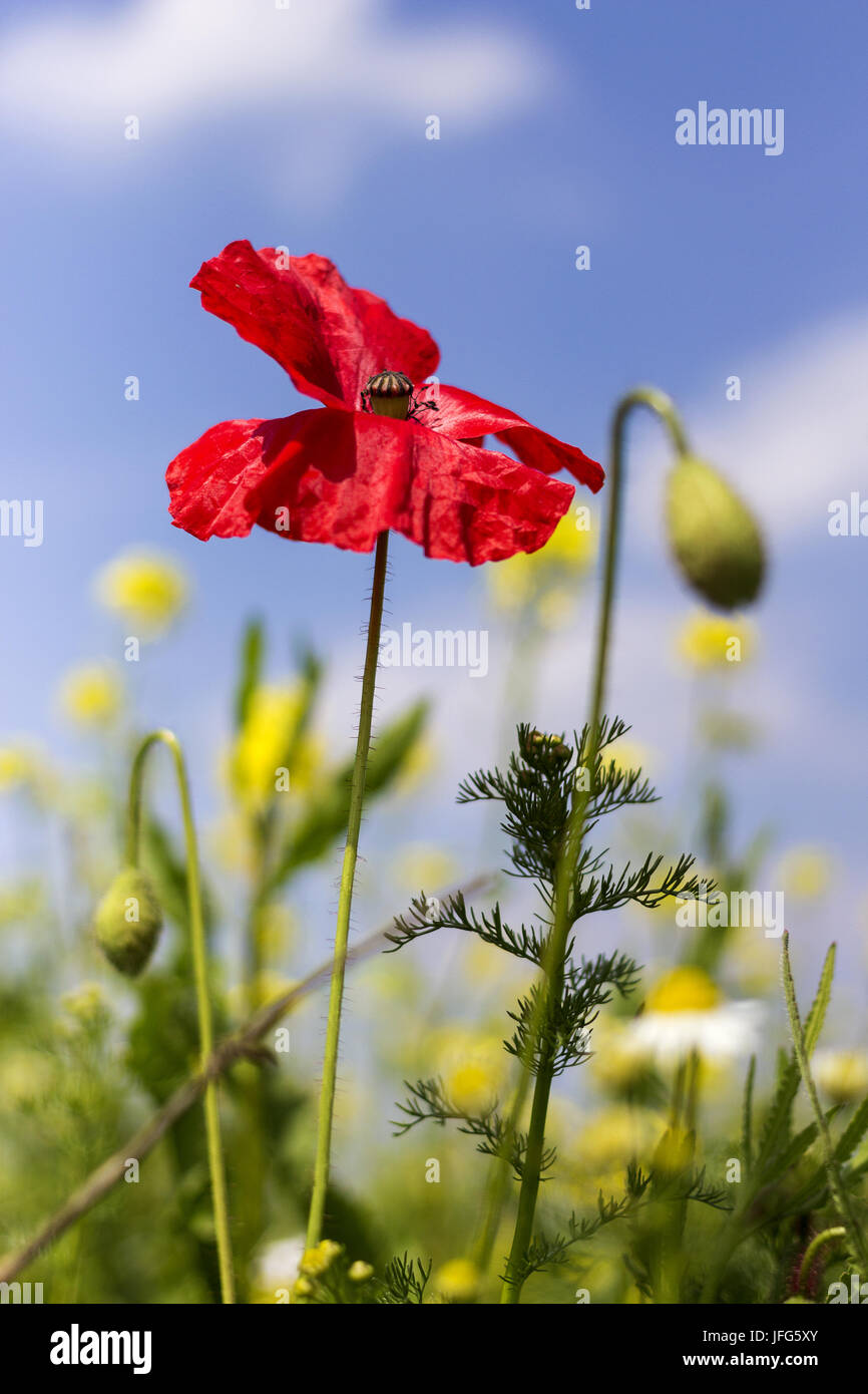 Mohnblüte on meadow Stock Photo - Alamy