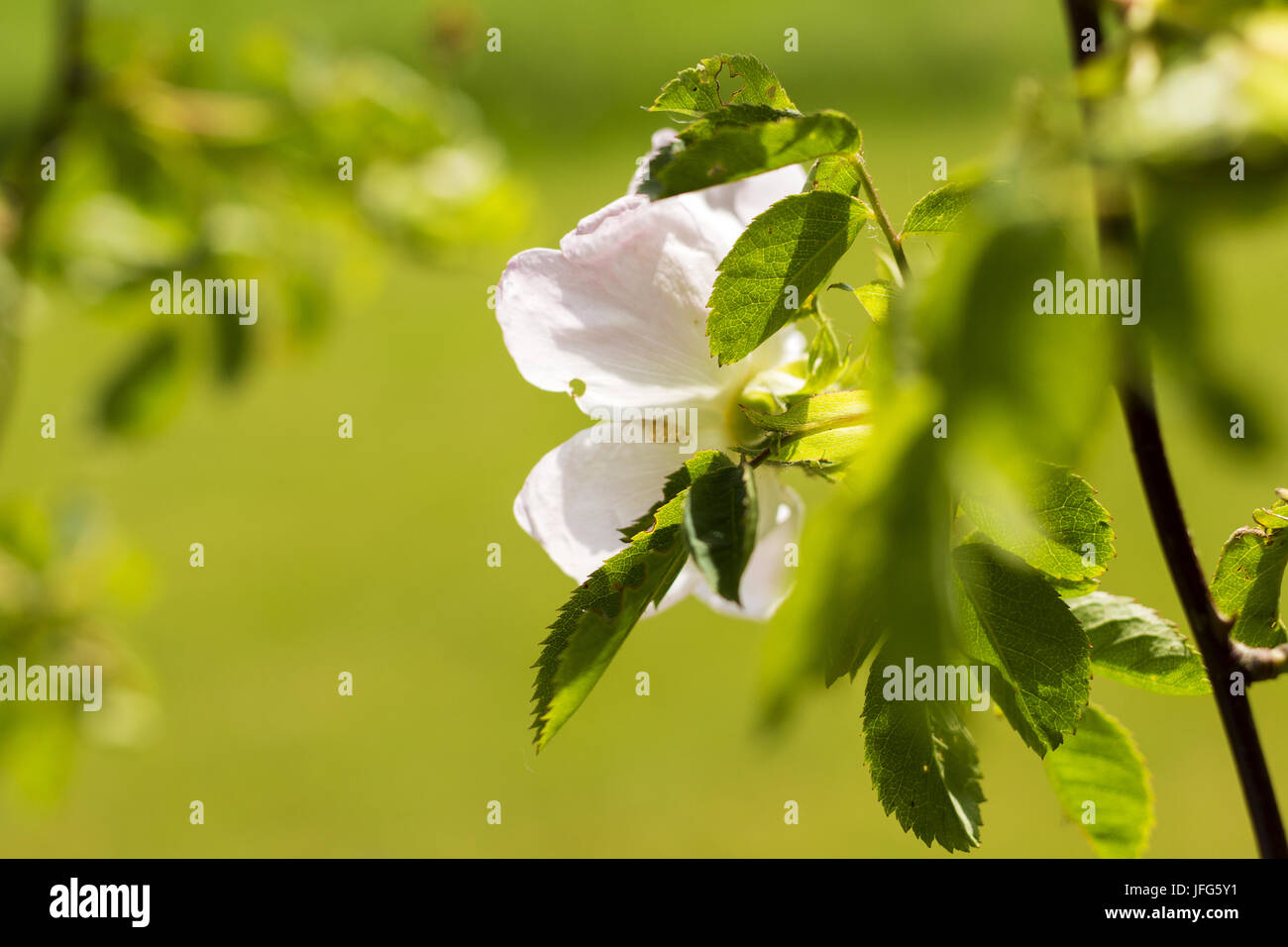 Flower in the sunlight back view Stock Photo - Alamy