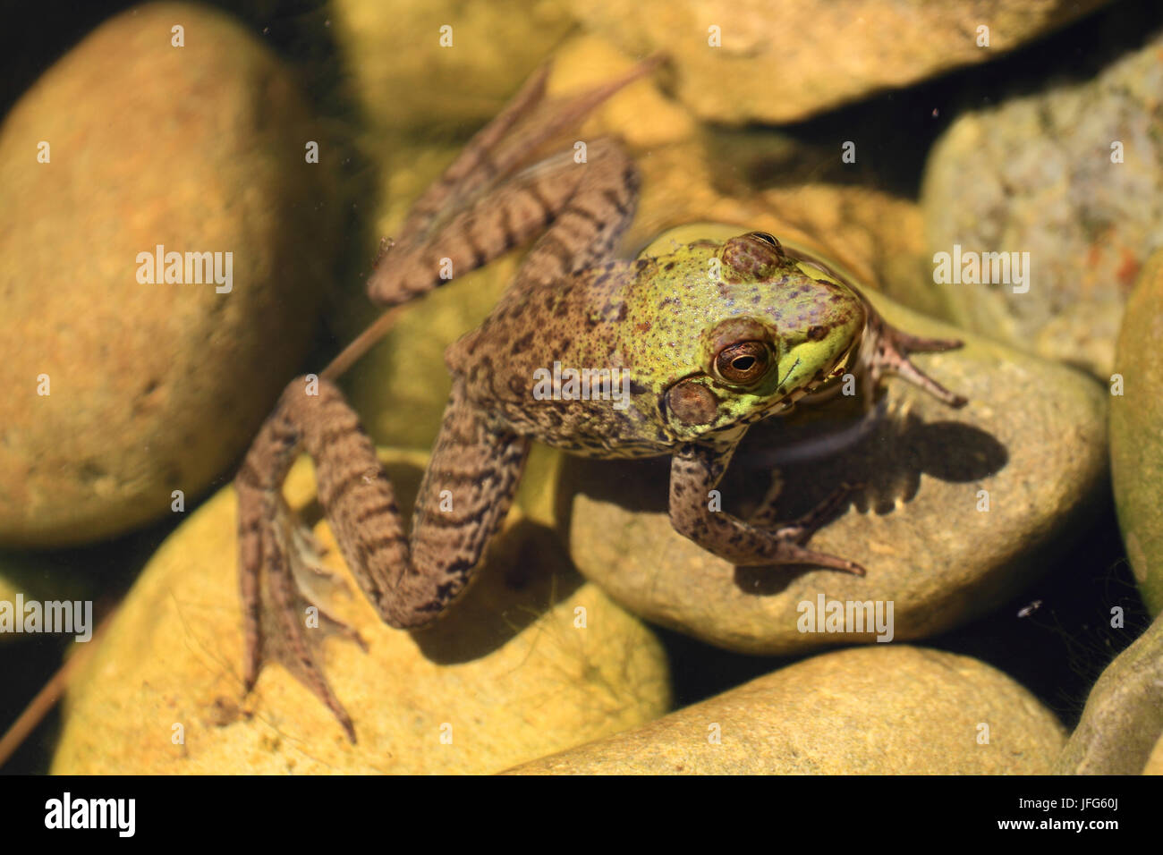 American Bullfrog partly in the water Stock Photo - Alamy