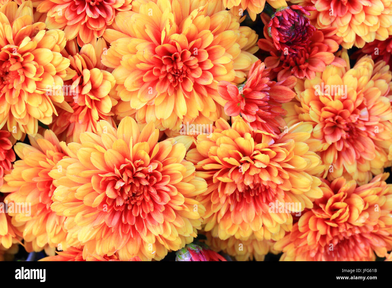 Fall mums hi-res stock photography and images - Alamy