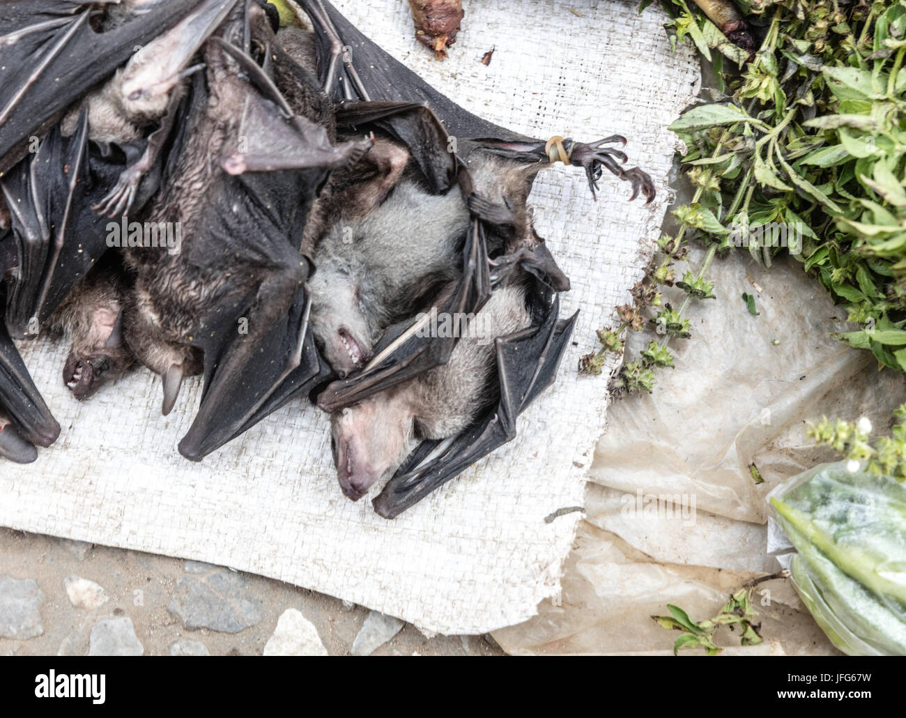 Bats at market Stock Photo - Alamy