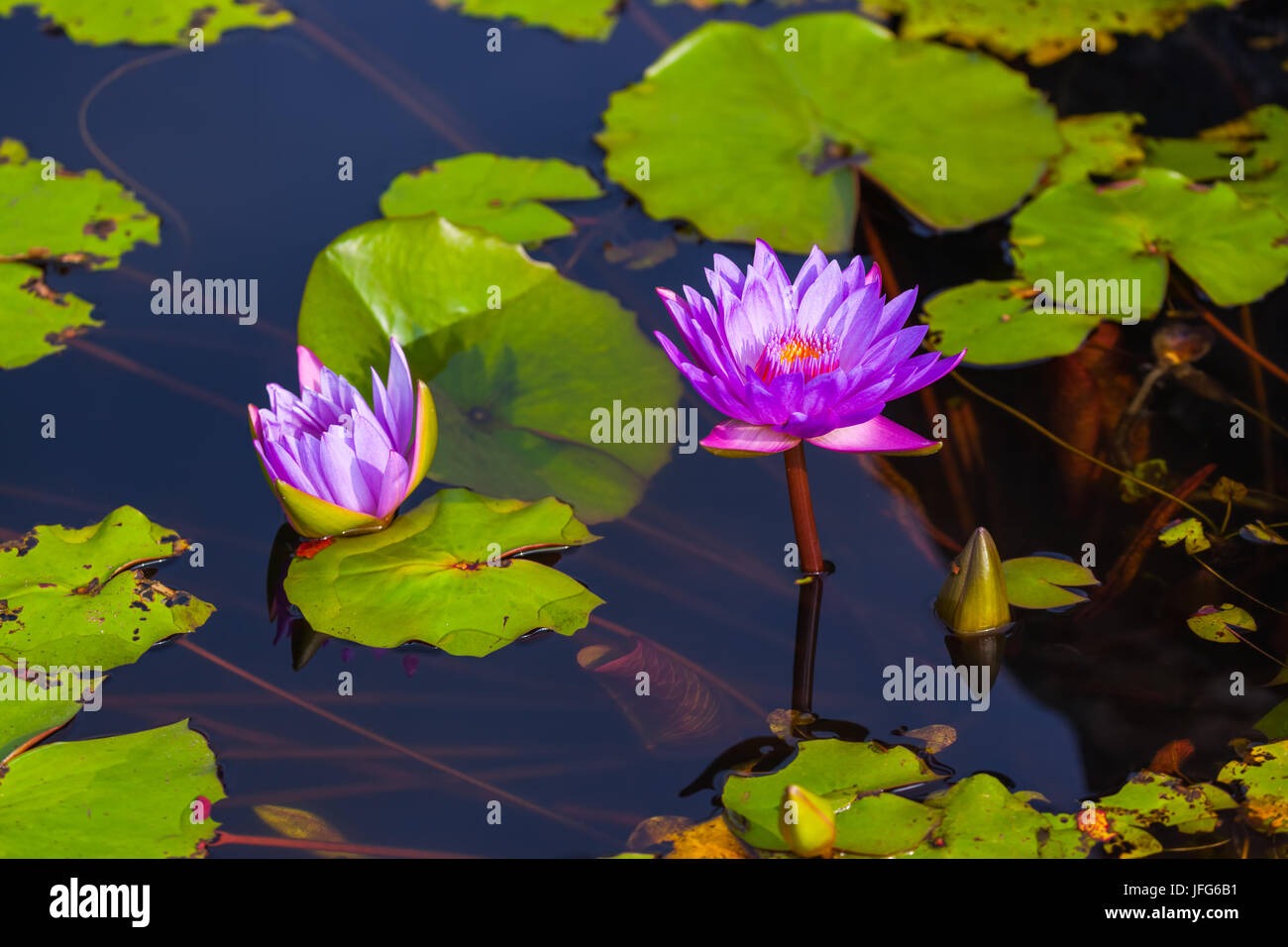 Natural beauty bal hi-res stock photography and images - Alamy