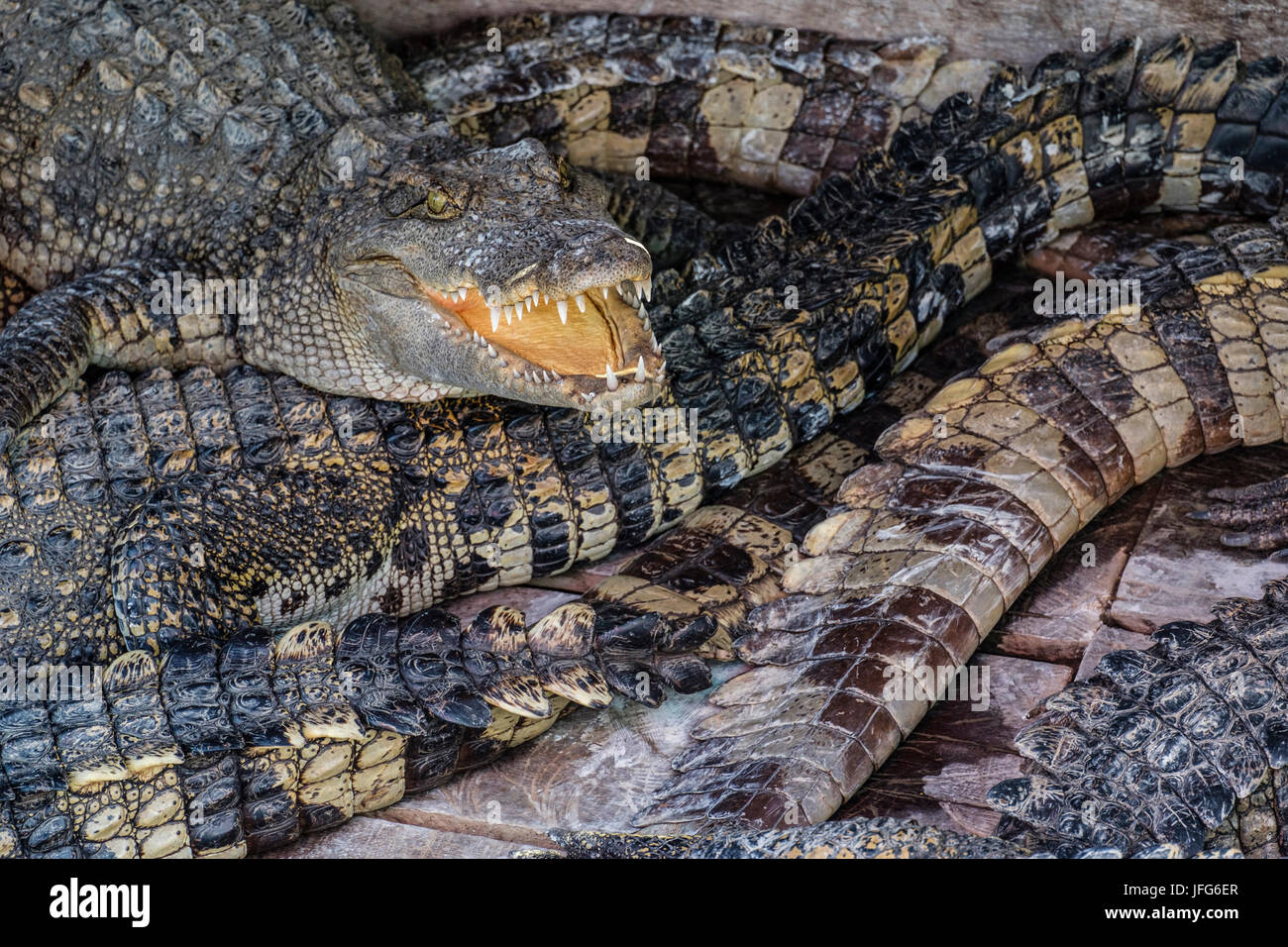 Saltwater crocodile mouth open hi-res stock photography and images - Alamy Saltwater crocodile mouth open hi-res stock photography and images - Alamy