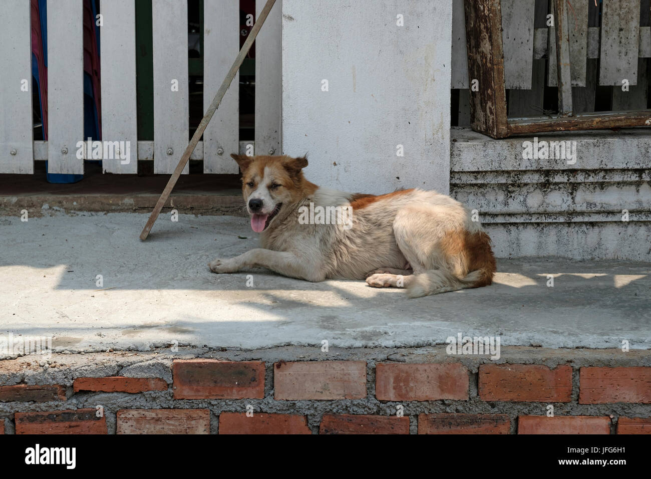 Stray dogs rest hi-res stock photography and images - Alamy