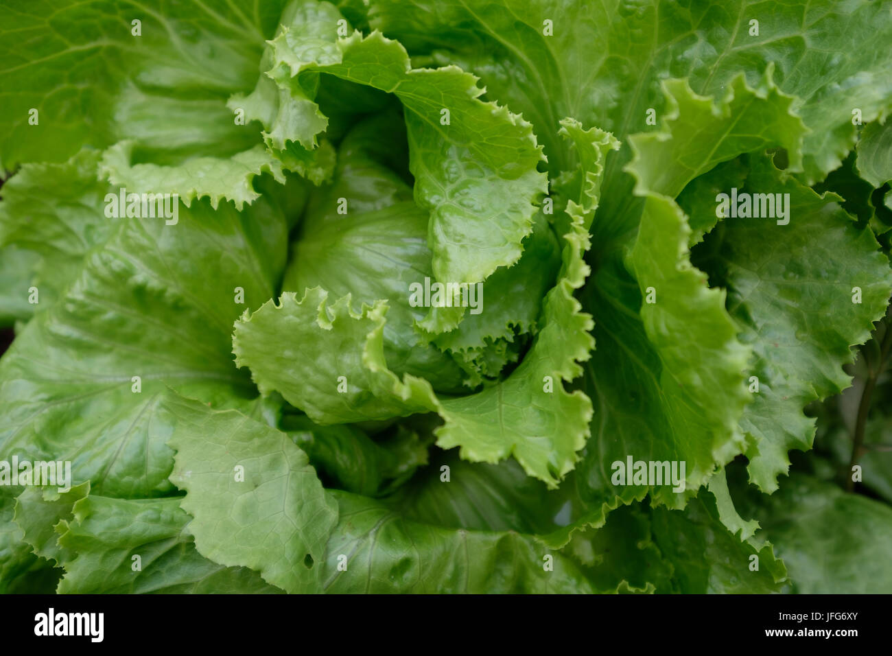 Close up of fresh green lettuce in a garden Stock Photo - Alamy