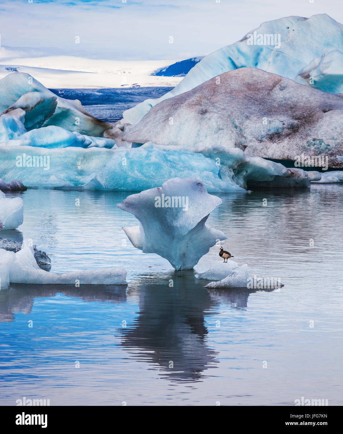 Small polar bird Goose Branta leucopsis Stock Photo - Alamy