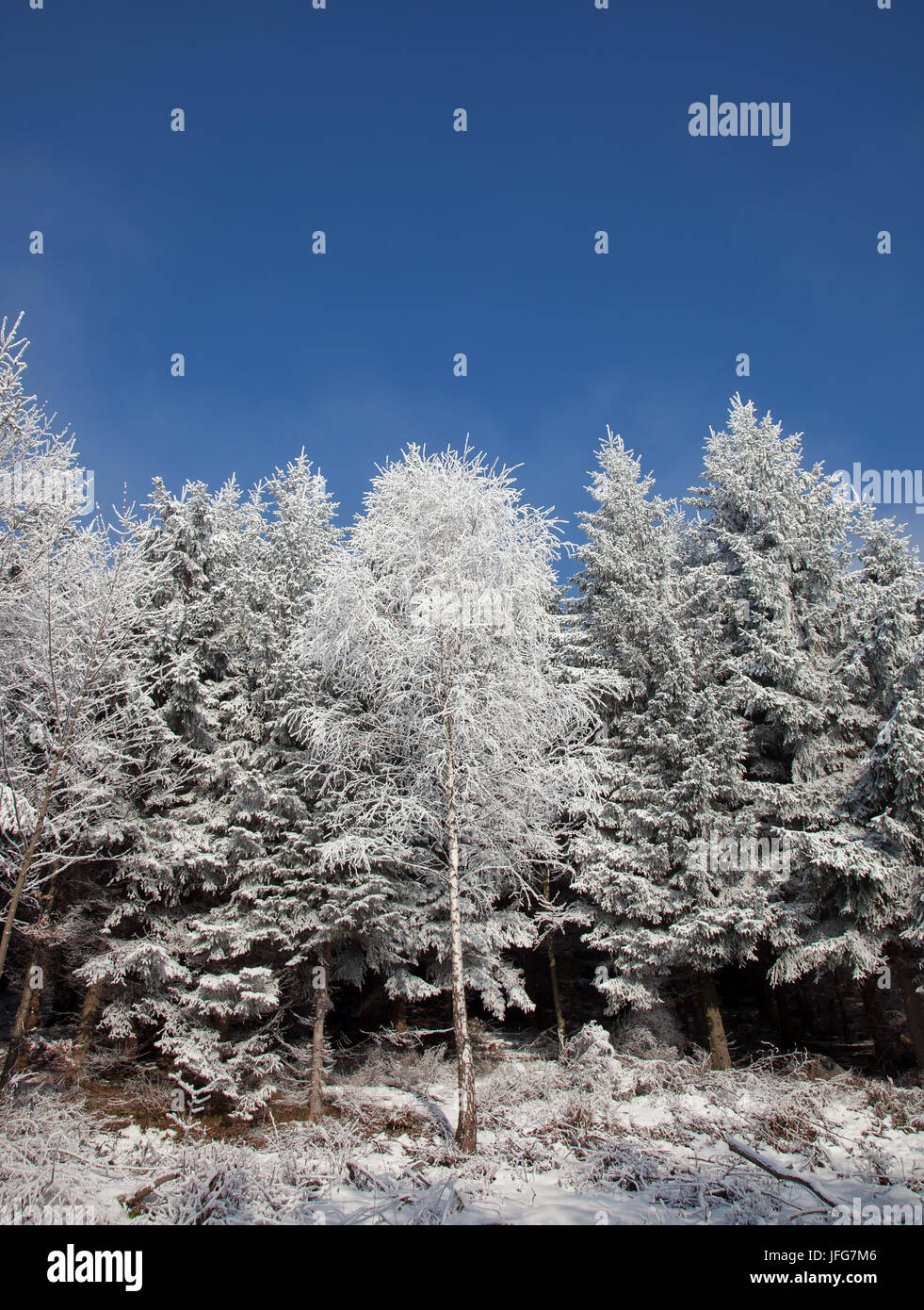 Sunny day at Christmas Stock Photo - Alamy
