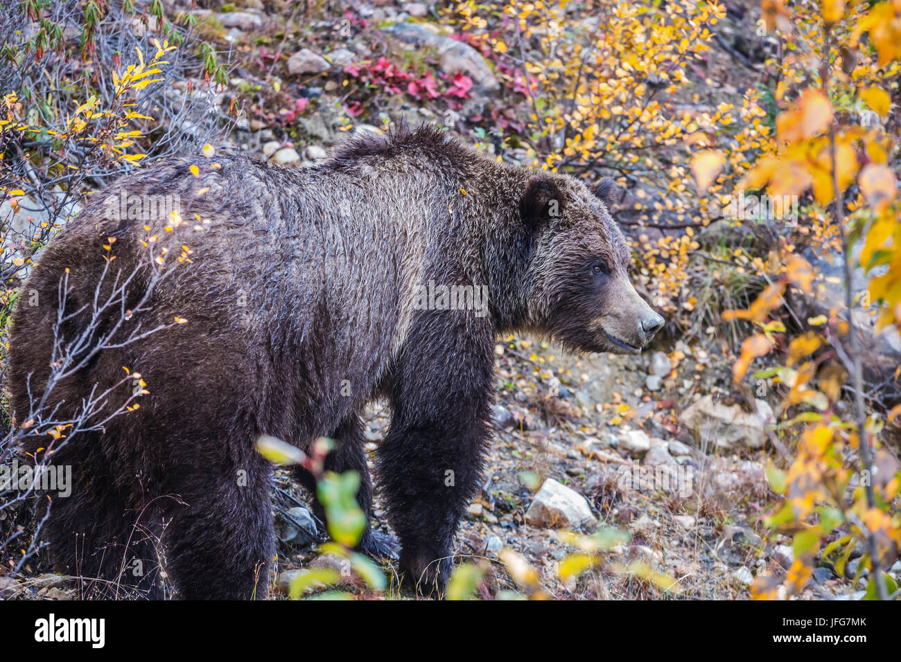 Food found in nature hi-res stock photography and images - Alamy