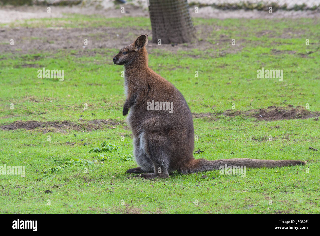Kangaroo in its natural habitat Stock Photo - Alamy