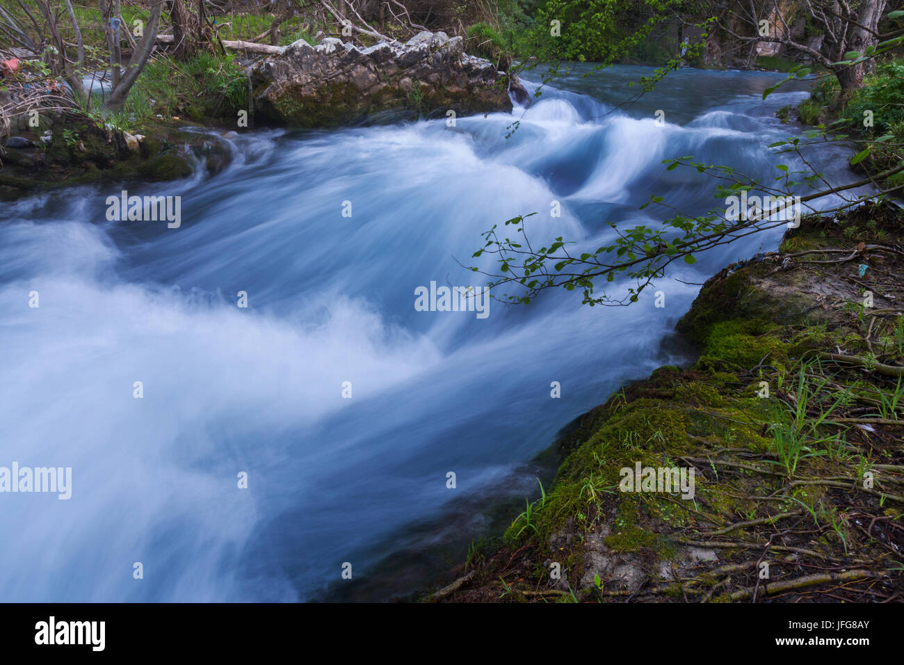 Creek in the forest Stock Photo - Alamy