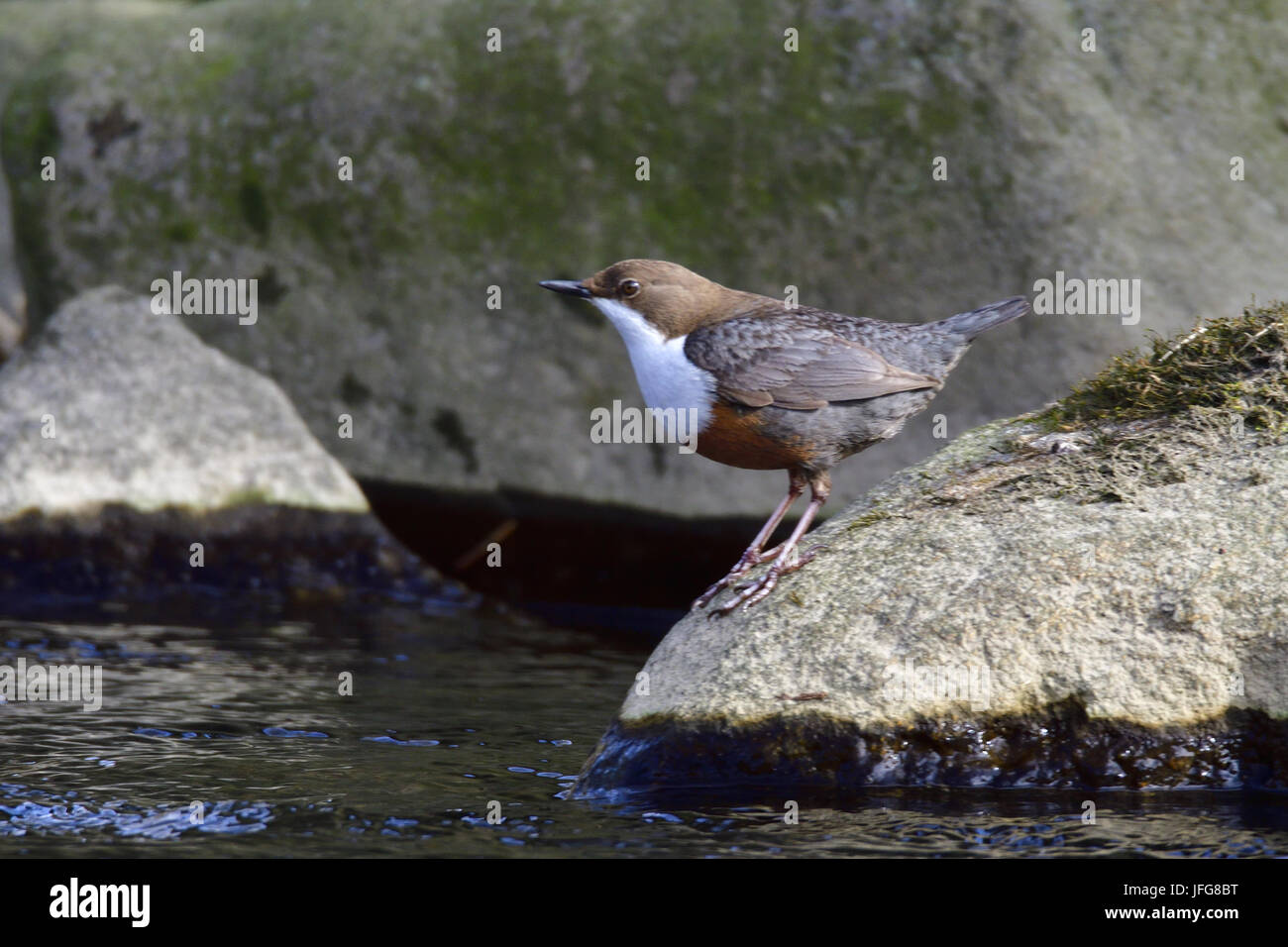 White dipper hi-res stock photography and images - Alamy