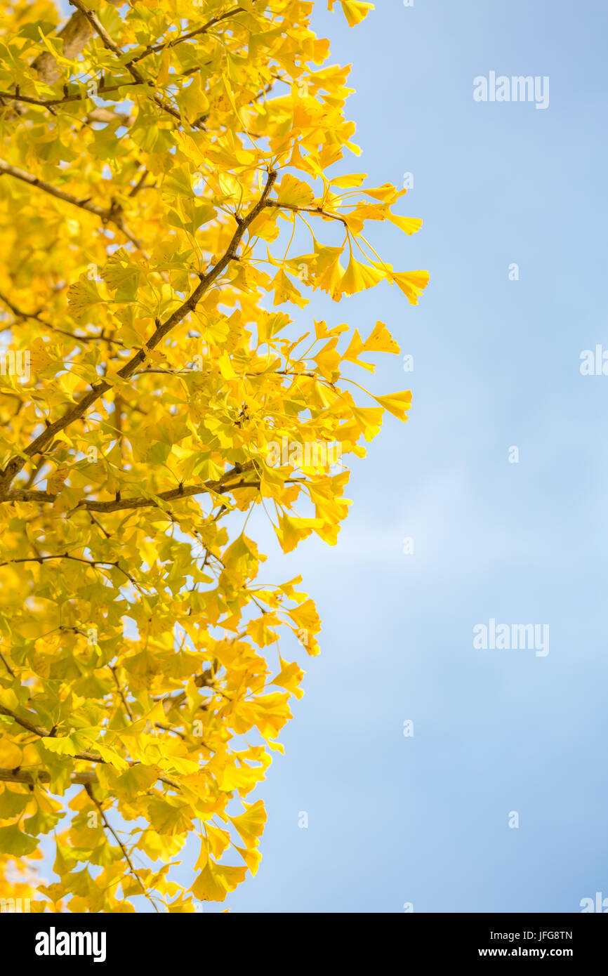 Ginkgo trees Autumn Stock Photo - Alamy